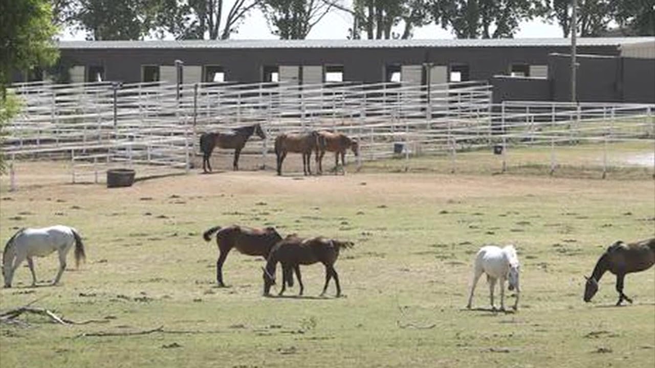 Horses are dying at Oklahoma ranch linked to Mexican drug cartel