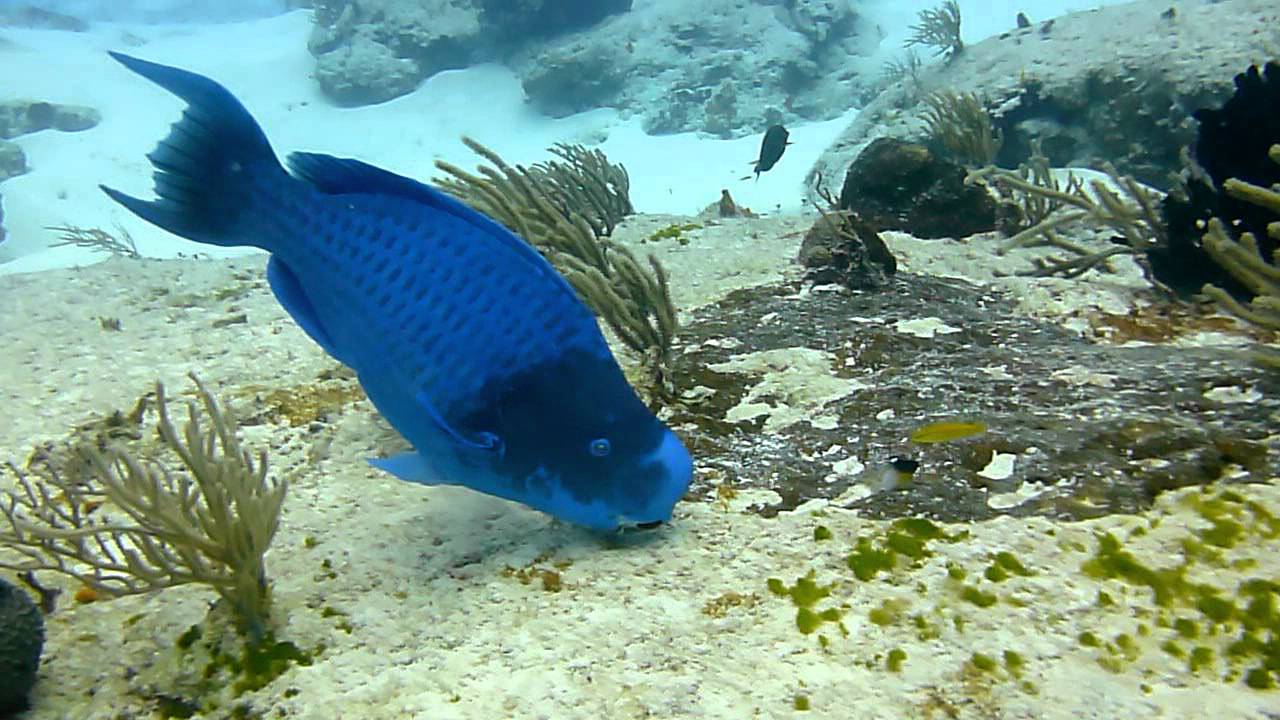 blue beauty parrot fish @ Cozumel / Mexico - YouTube