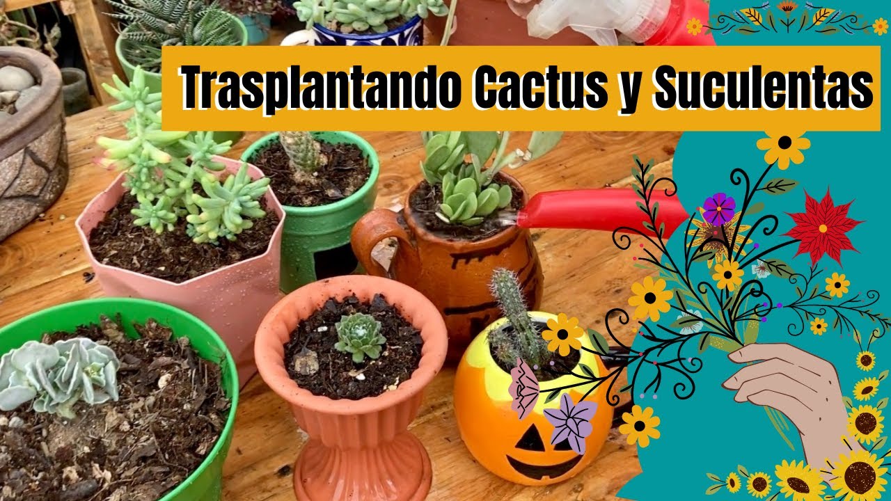 Trasplantando nuevos cactus y suculentas parte 2 - YouTube