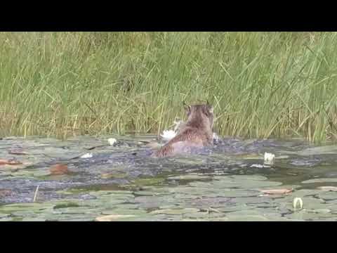 A wild kitty out for a swim