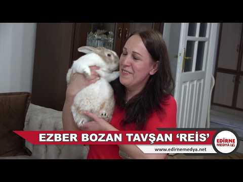 BÖYLE TAVŞAN GÖRÜLMEDİ! SÖZ DİNLEYEN TAVŞAN 'REİS'