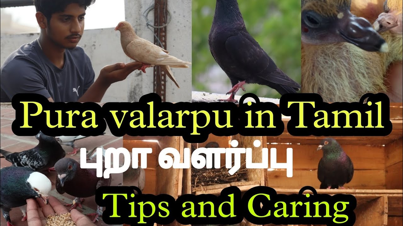 pura valarpu in tamil - புறா வளர்ப்பு | Nivash Nature Vlogs| - YouTube