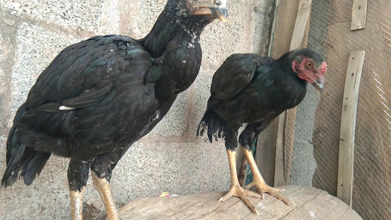black aseel Murga and murgi - YouTube