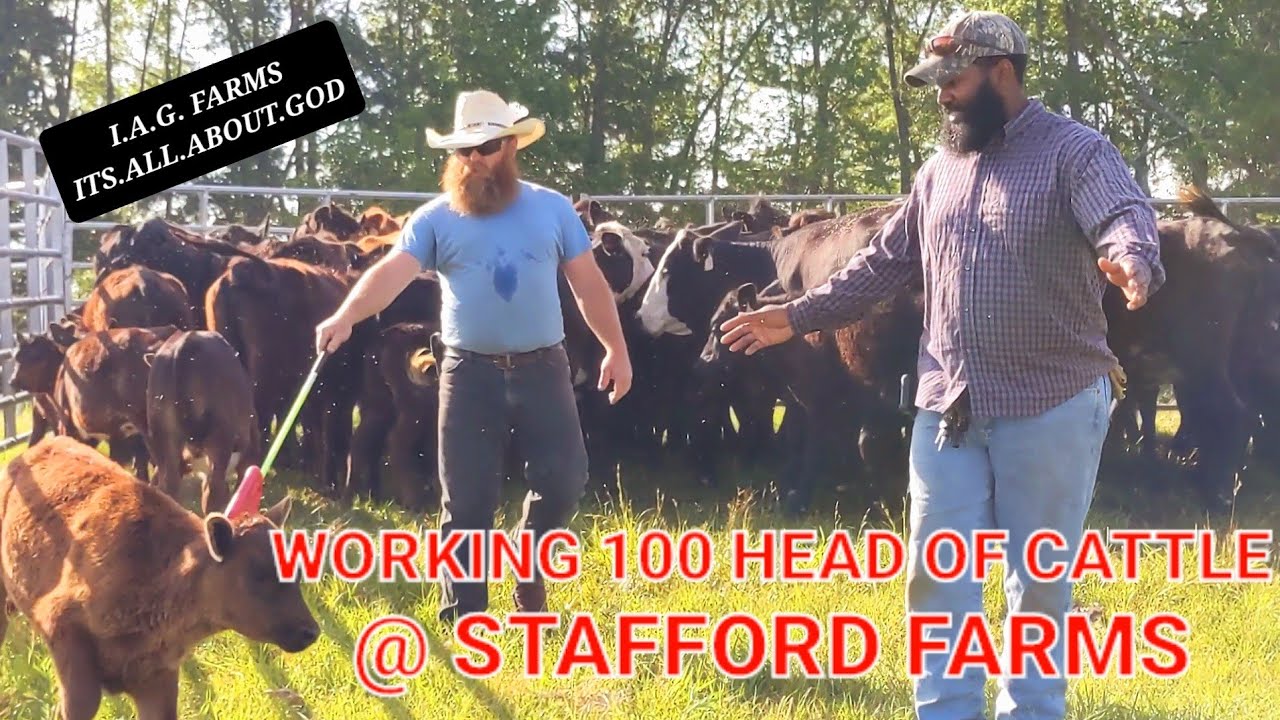 THE BEST CATTLE WORKING SYSTEM I'VE EVER SEEN...... - YouTube