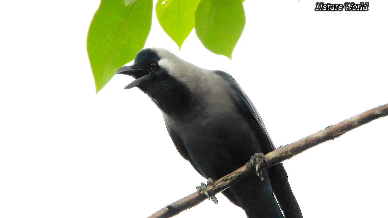 Angry crow crowing in four different sounds | कौए की आवाज | voice of ...