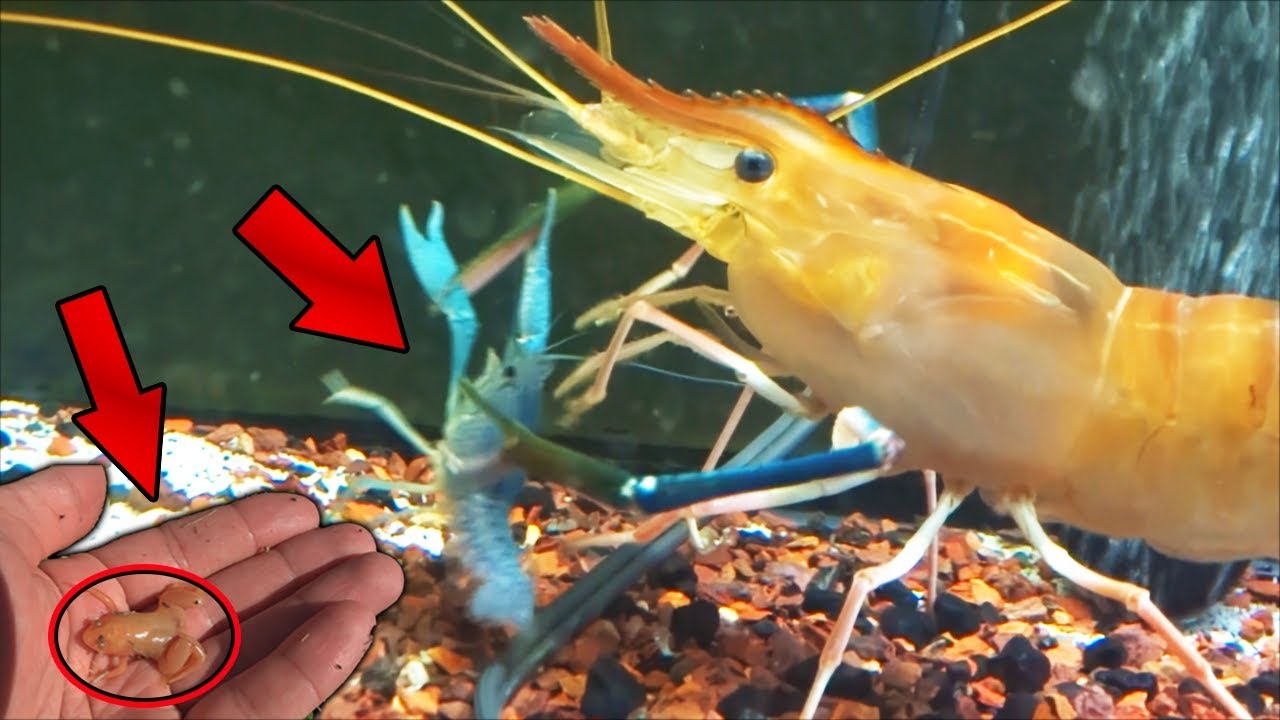 Lobster battle! Giant Clear lobster VS Frog VS Blue Lobster! - YouTube