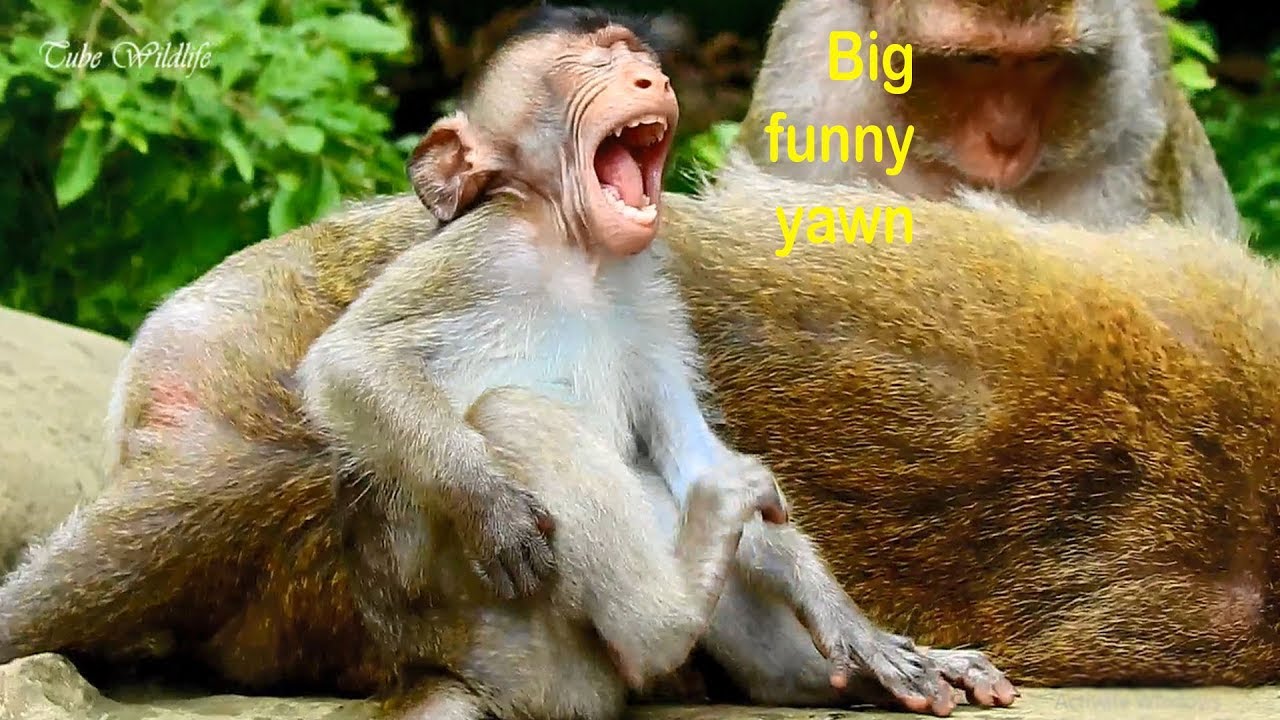 So hilarious, baby Shady has funniest yawn / Lovable monkey Shady his ...