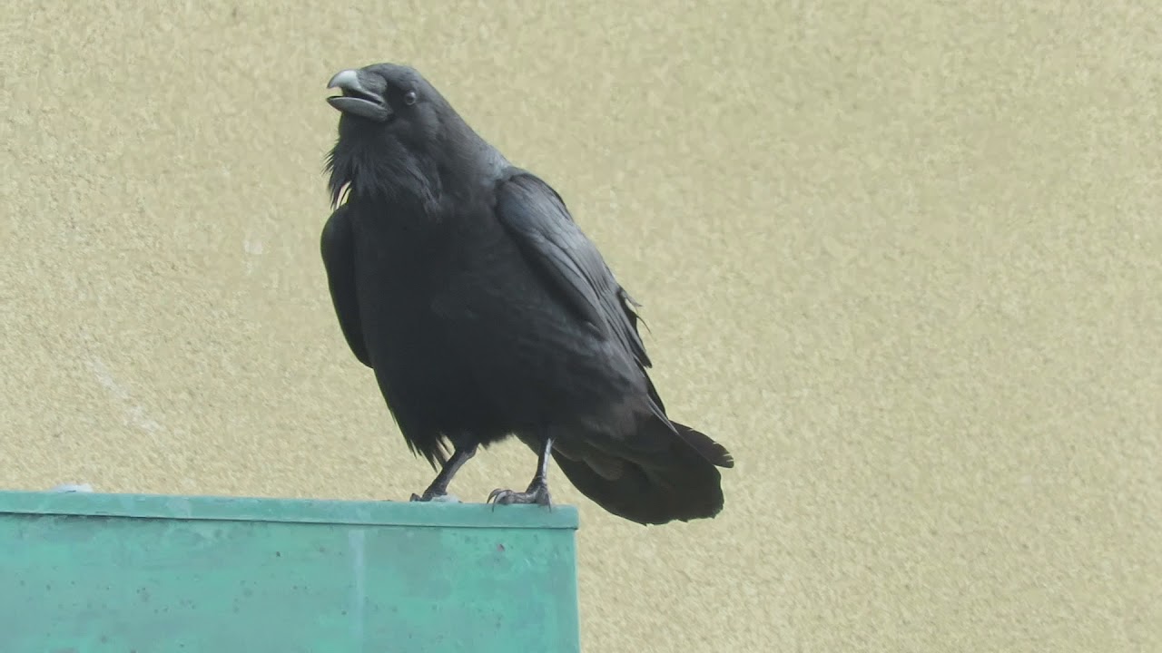 Common Raven cawing - YouTube