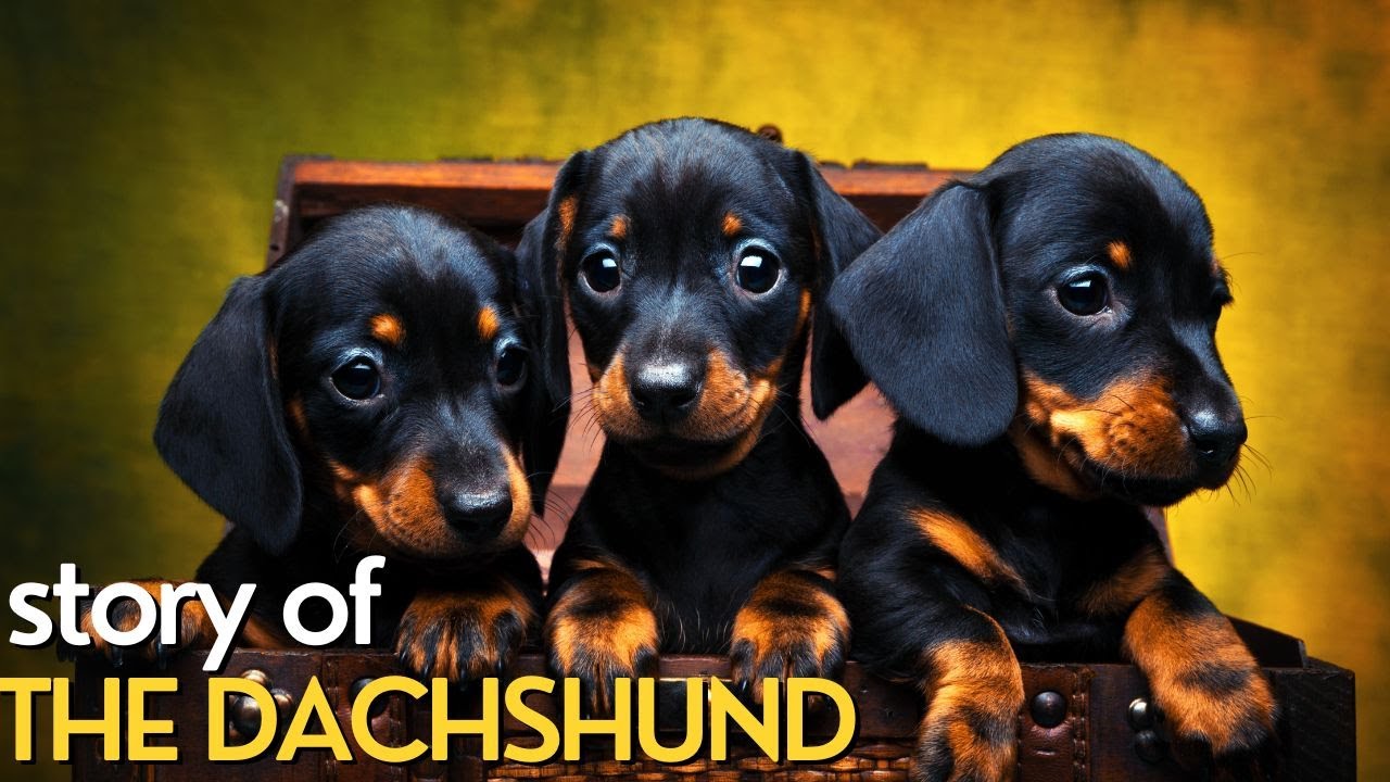 STORY OF THE DACHSHUNDS - Documentary video with all details about ...