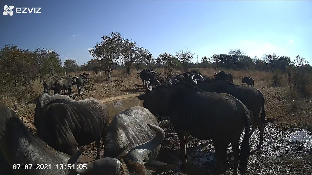 African Wildlife Waterhole Live Stream - YouTube