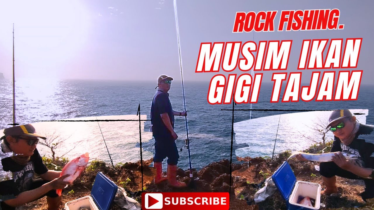 ROCK FISHING | MUSIM IKAN GIGI TAJAM - YouTube