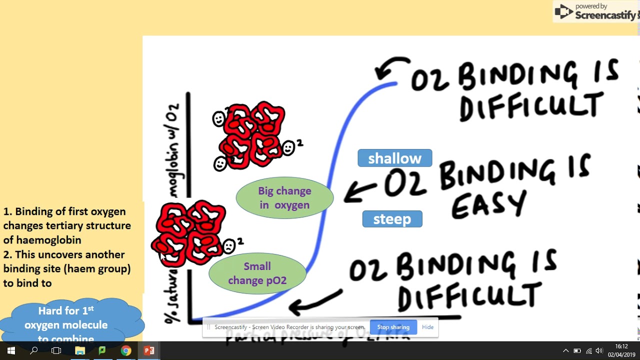 3.3.4 Haemoglobin part 2. AQA A level biology - YouTube