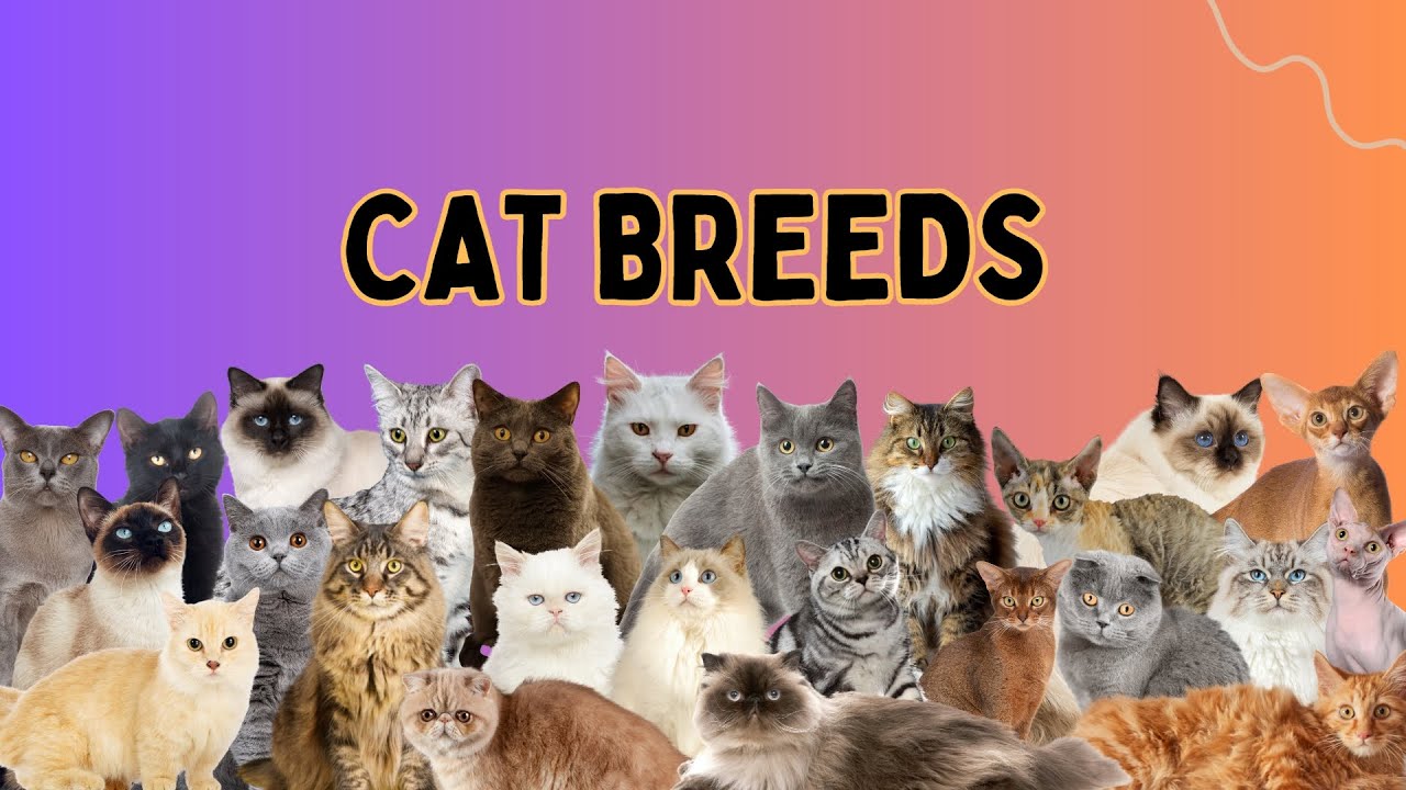 ANIMAL | CATS | CAT BREEDS | KUCING | JENIS-JENIS KUCING - YouTube
