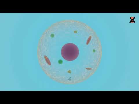 Mitoz Bölünme Nedir? Mitoz Bölünme Animasyonu (4K UHD - 60FPS) #mitoz