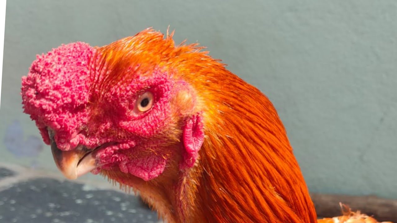 parrot nose aseel murgha | aseel and animal pets lovers 0253 - YouTube
