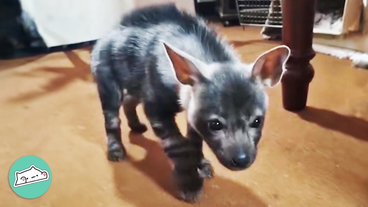 Hyena Pup Chews Boots And Plays With Dogs After Rescue | Cuddle Buddies ...