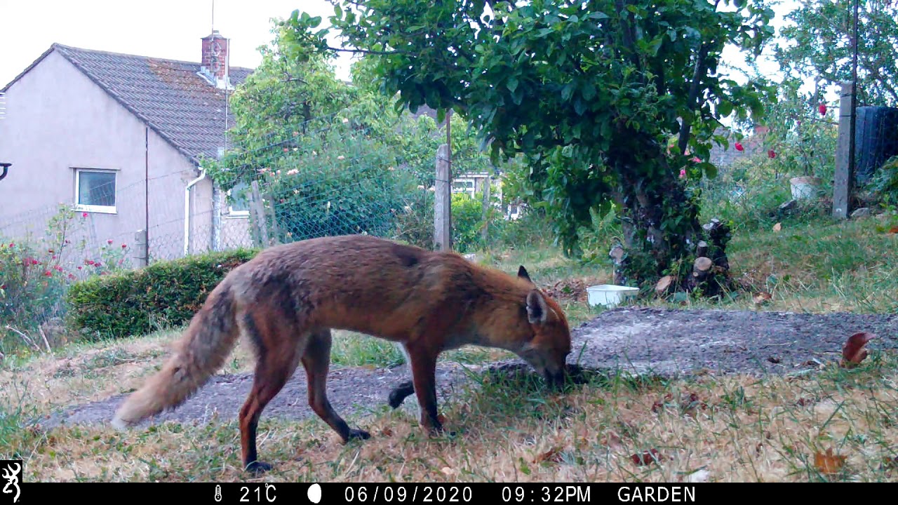 Evidence of the moult - Foxes - YouTube