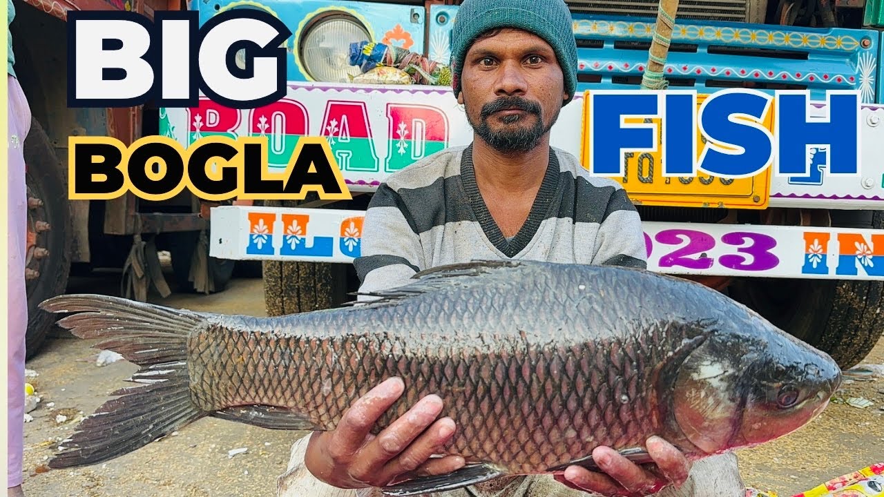Amazing Giant Dogla Fish Cutting By Expert FishCutter|Fish Cutting ...