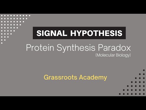 Signal Hypothesis - YouTube