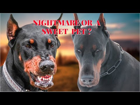 Two Sides of Doberman - Absolute Nightmare or a Sweet Pet - YouTube