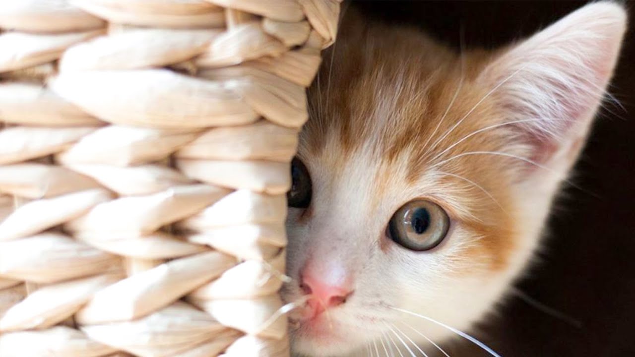 The most innocent cats - YouTube