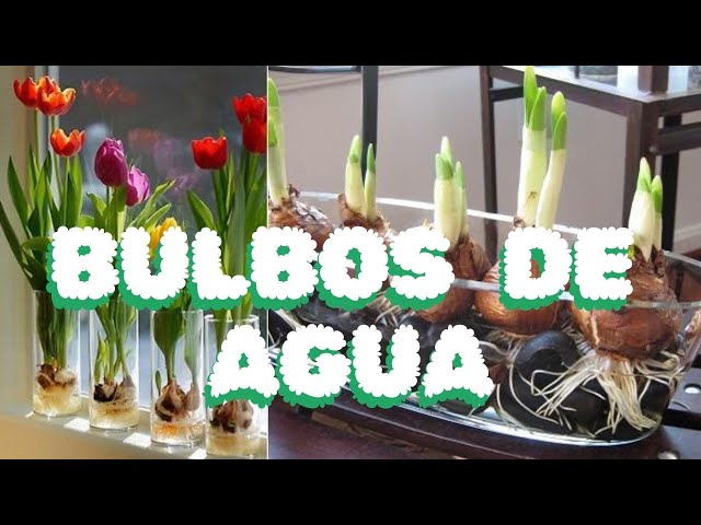 Tipos De Bulbo Que Crece En El Agua Planta Que Crece En El Agua | Foto