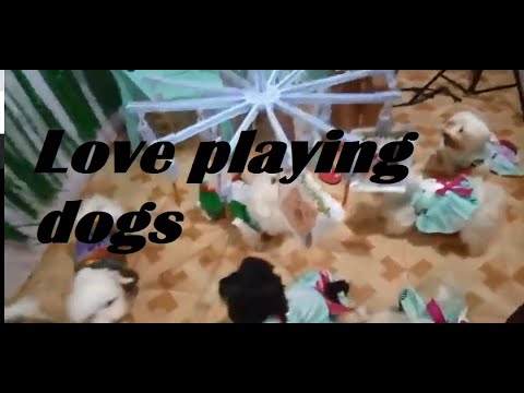 Maltese Dog playing Pabitin : Dog parlor Games edition - YouTube