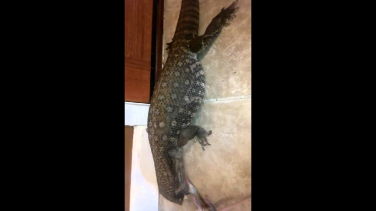 Rango eats medium rat with ease Part 1 - YouTube