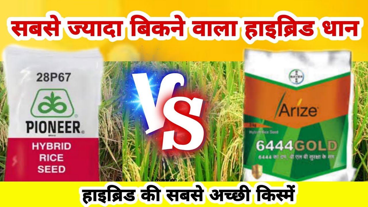 Pioneer 28P67 Vs Bayer 6444 Gold ||कौन सा धान लगाएं|| धान की किस्में ...