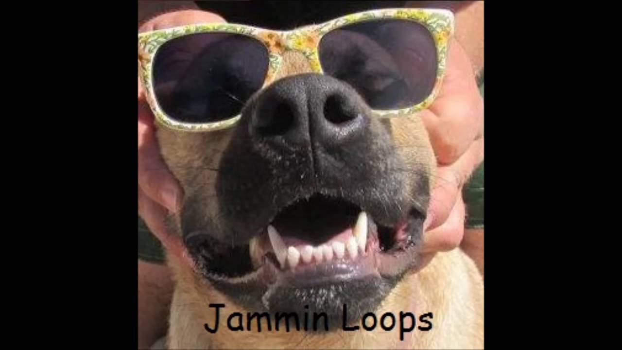 Who brought the dogs - Jammin Loops - YouTube