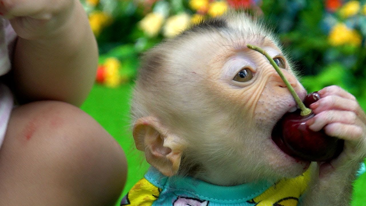 Monkey Tini plays with Chilo and eats cherries with her friends| Tini ...