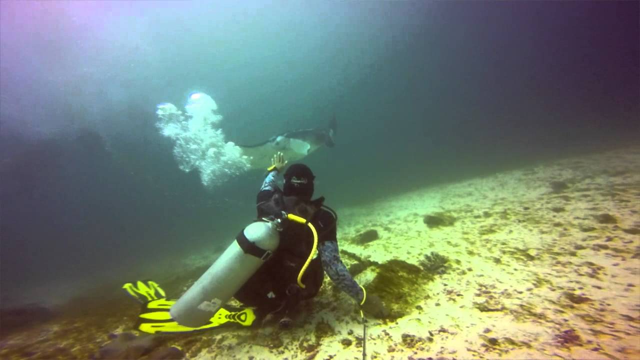 Entangled manta ray seeks help from divers - YouTube
