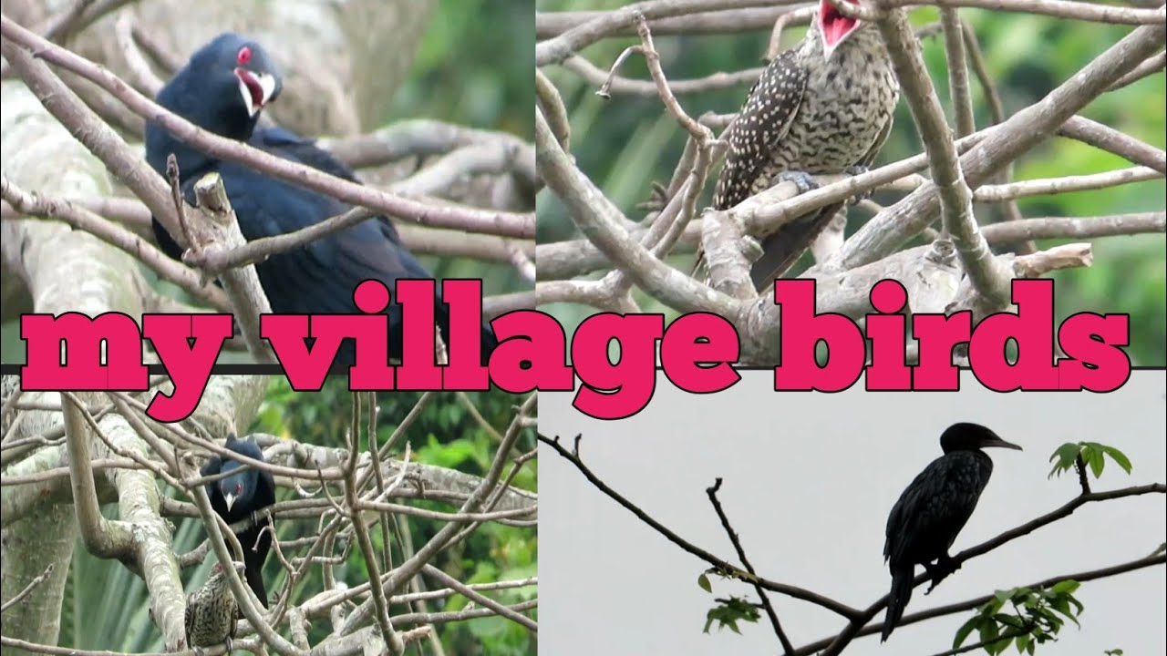 my village birds and my village nature climate #villagelife # ...