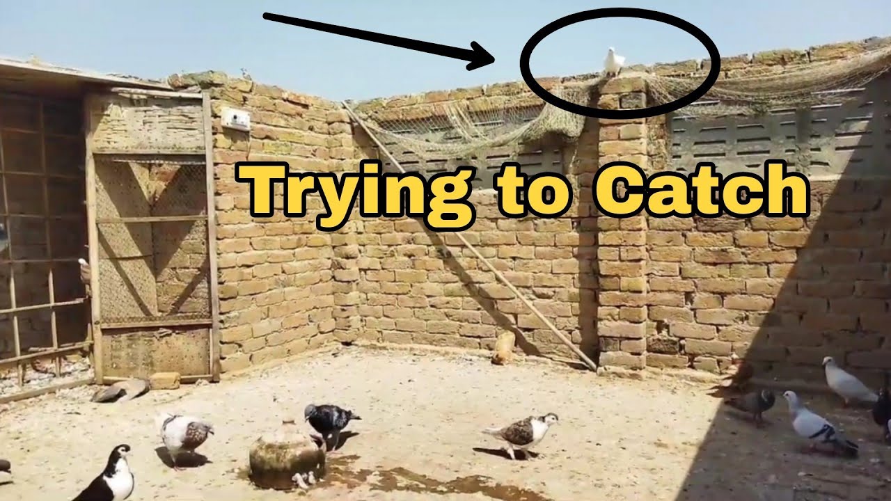 Trying to catch new High Fly Pigeon | Kabutar ki video | Kabootar pakda ...