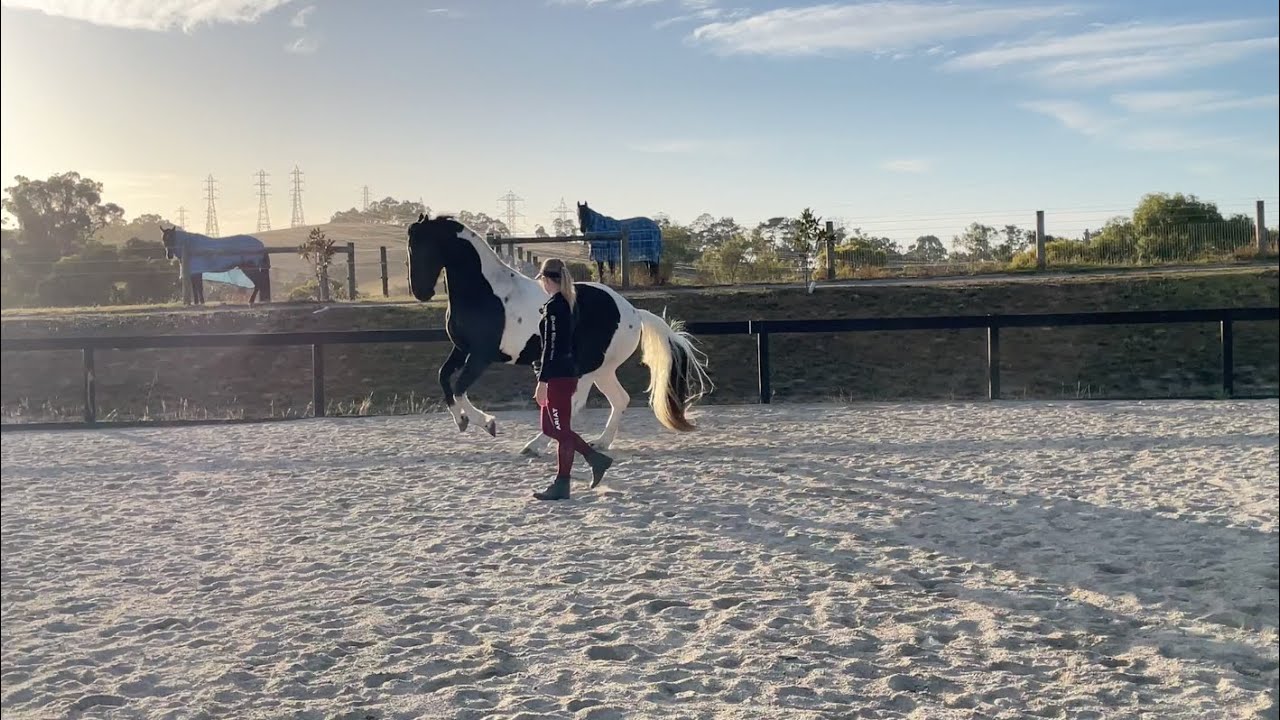 Collected canter, Spanish walk, counter canter at liberty - YouTube