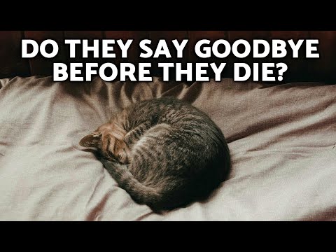 How Do Cats Say GOODBYE Before DYING? 😿 These Are the Signs You Shouldn't Ignore.