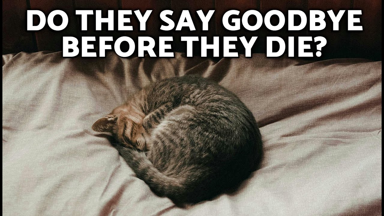 How Do Cats Say GOODBYE Before DYING? 😿 These Are the Signs You Shouldn ...