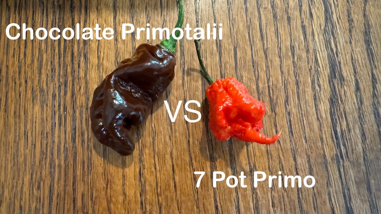 Battle of the Giants Chocolate Primotalii VS 7Pot Primo #review - YouTube