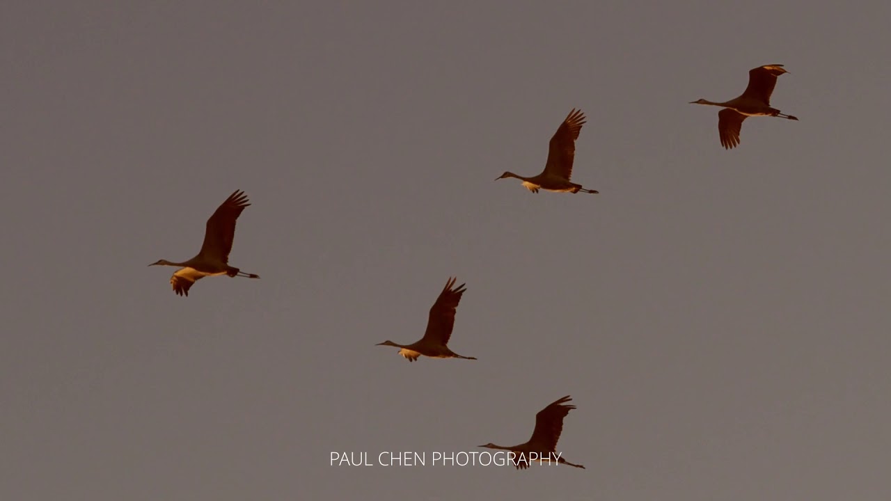 Sandhill cranes, Fall 2020 - YouTube