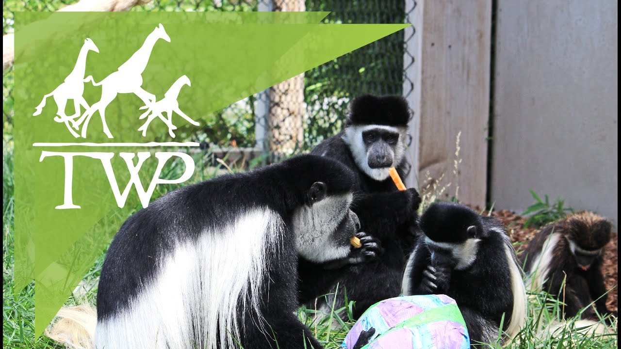 Colobus Monkeys getting Enrichment - YouTube