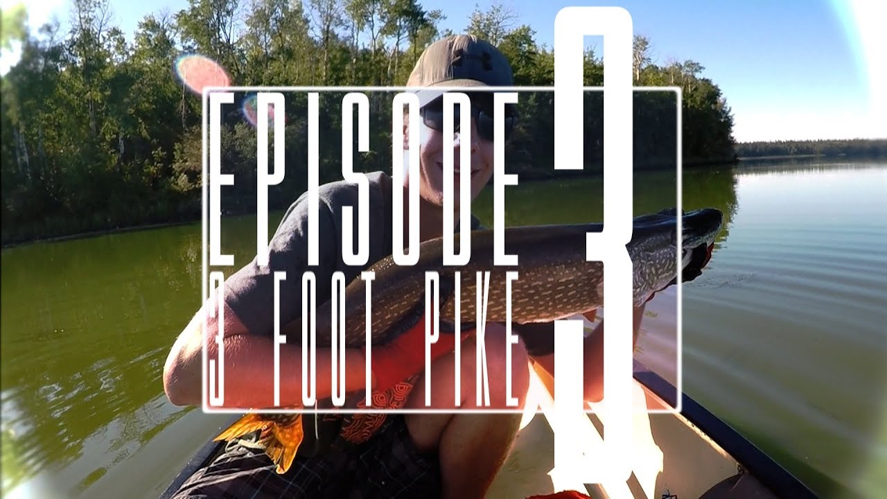 BIGGEST Fish of the Trip!!! | Catching 3 FOOT LONG Pike!!! - YouTube
