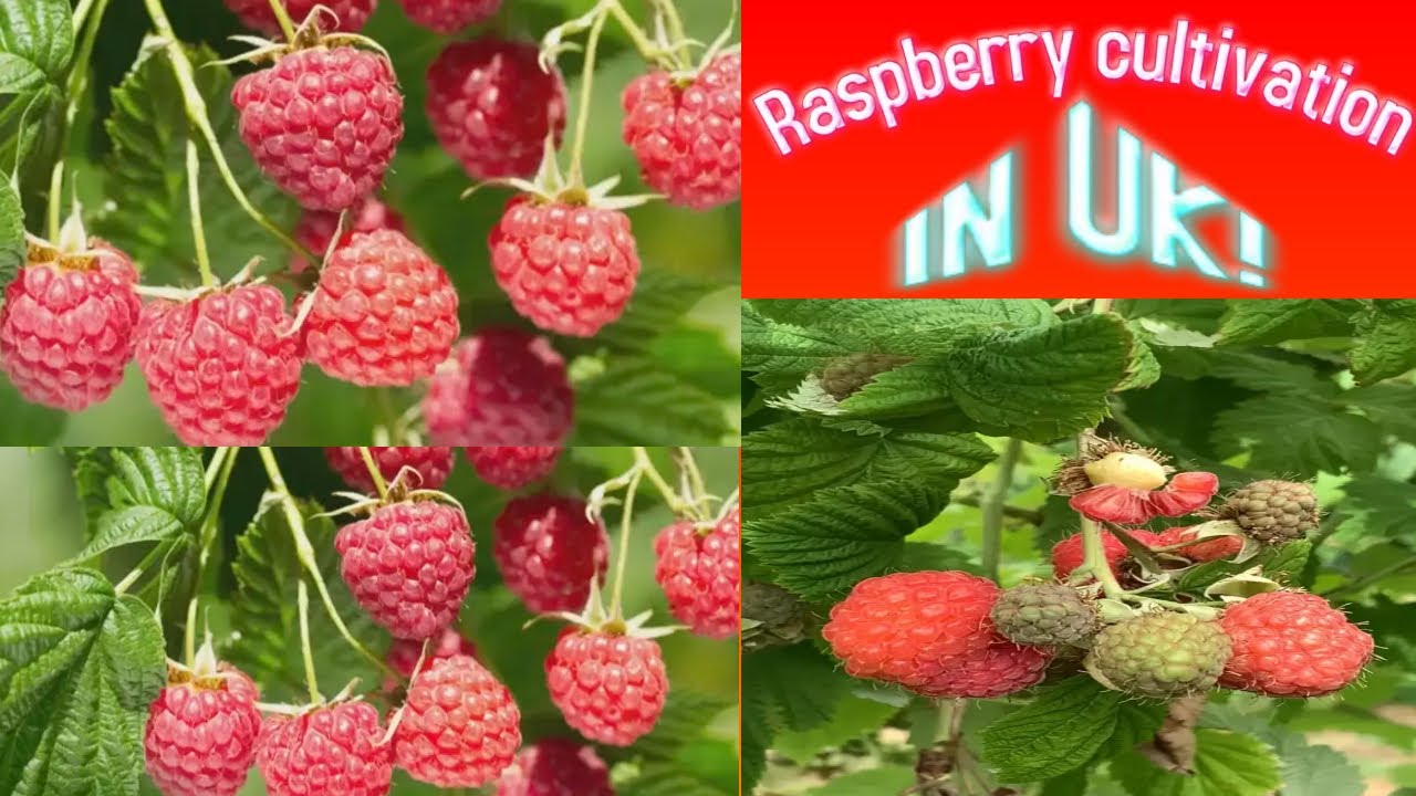 Raspberry cultivation in UK - YouTube