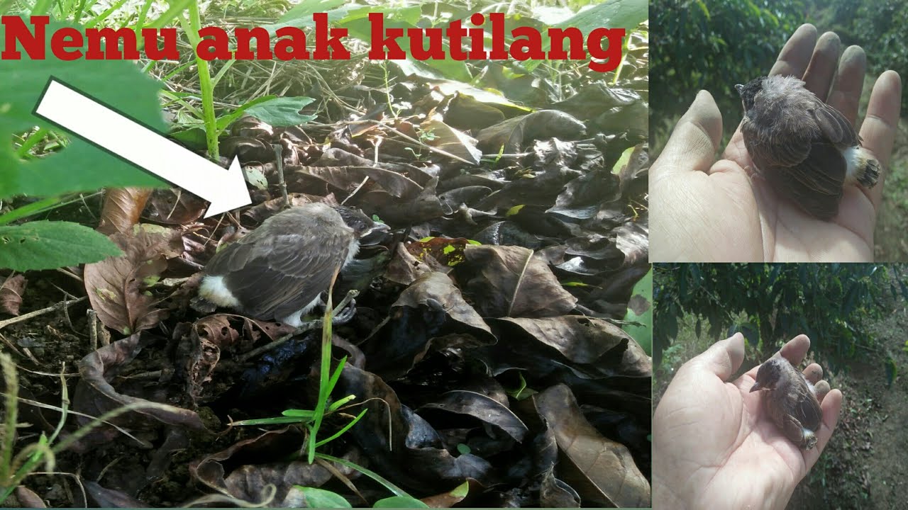 Dapat Anak Burung Kutilang Belajar Terbang. - YouTube