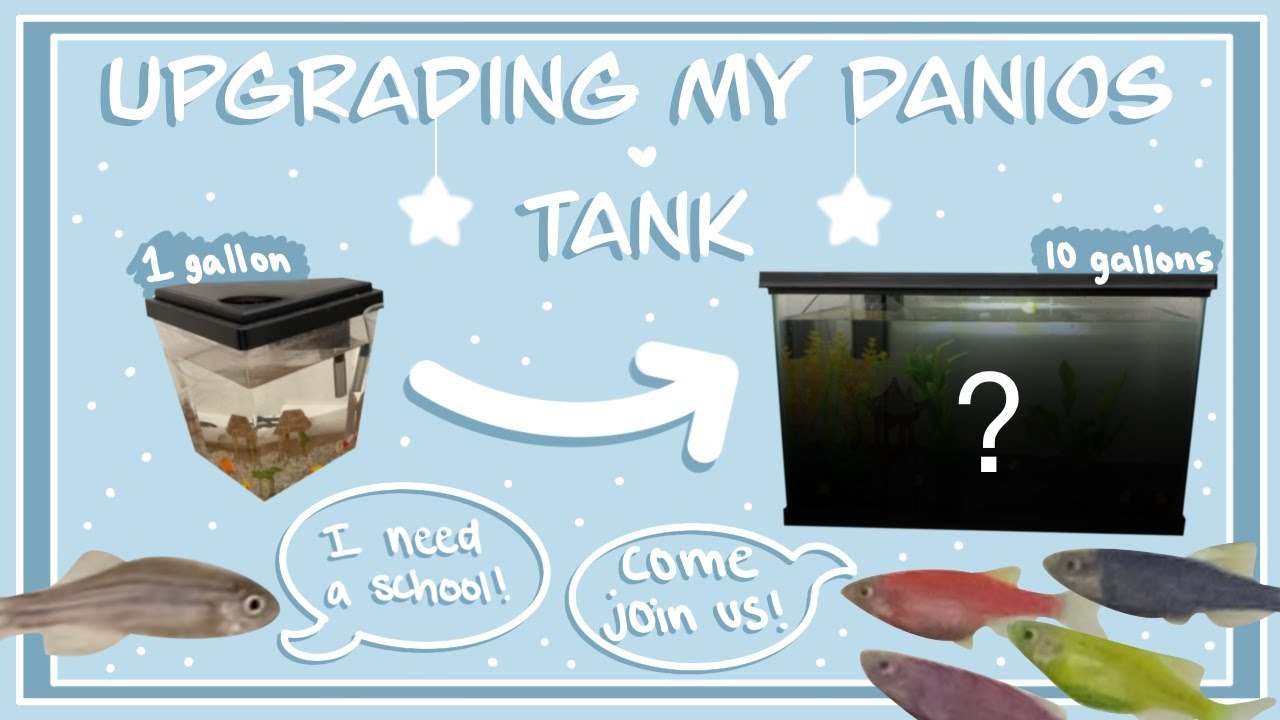 Danio Beginner Tank Setup | GloFish Tank | Zebra Danio 10gal tank ...