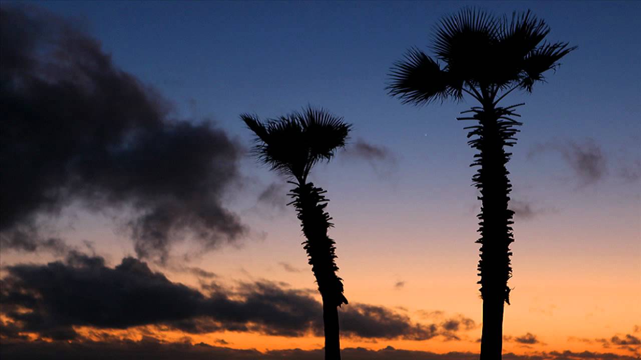 Andy Sim - Palm Trees (HD) - YouTube