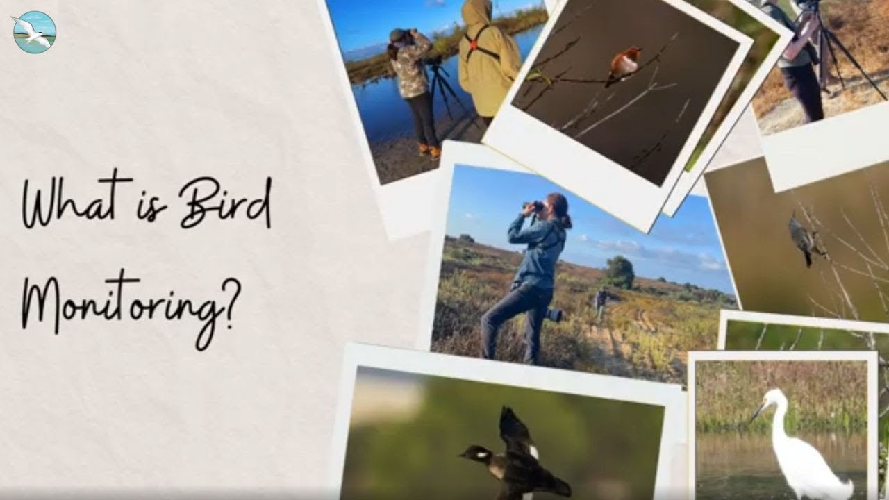 What is Bird Monitoring? - YouTube