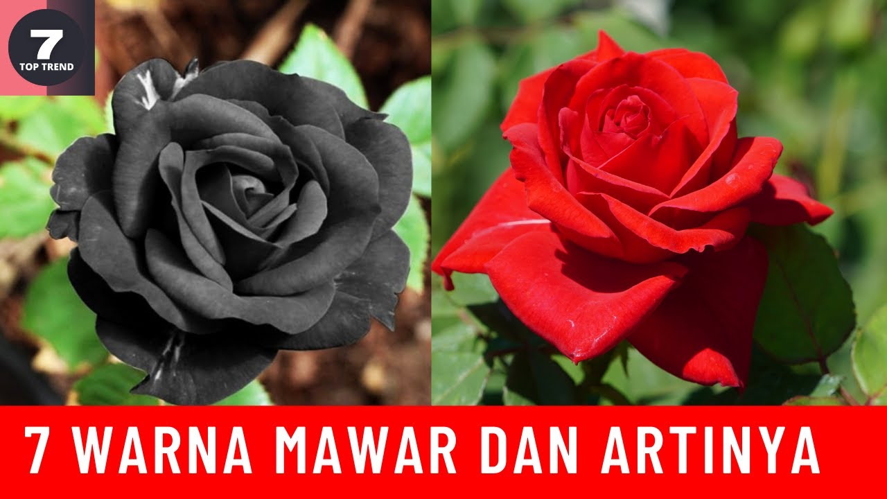 TOP 7 WARNA BUNGA MAWAR DAN ARTINYA, PILIH WARNANYA SESUAI DENGAN ...