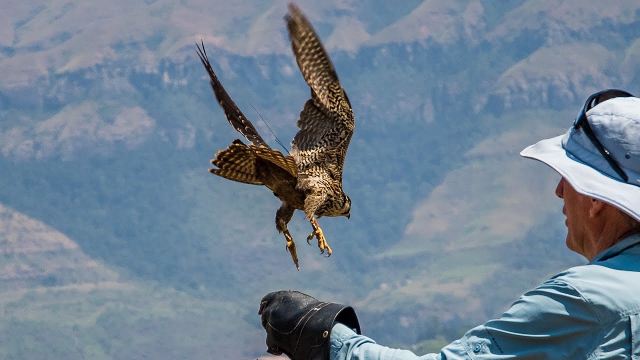 Breathtaking Eagle POV Flying Over The Alps #shortvideo - YouTube