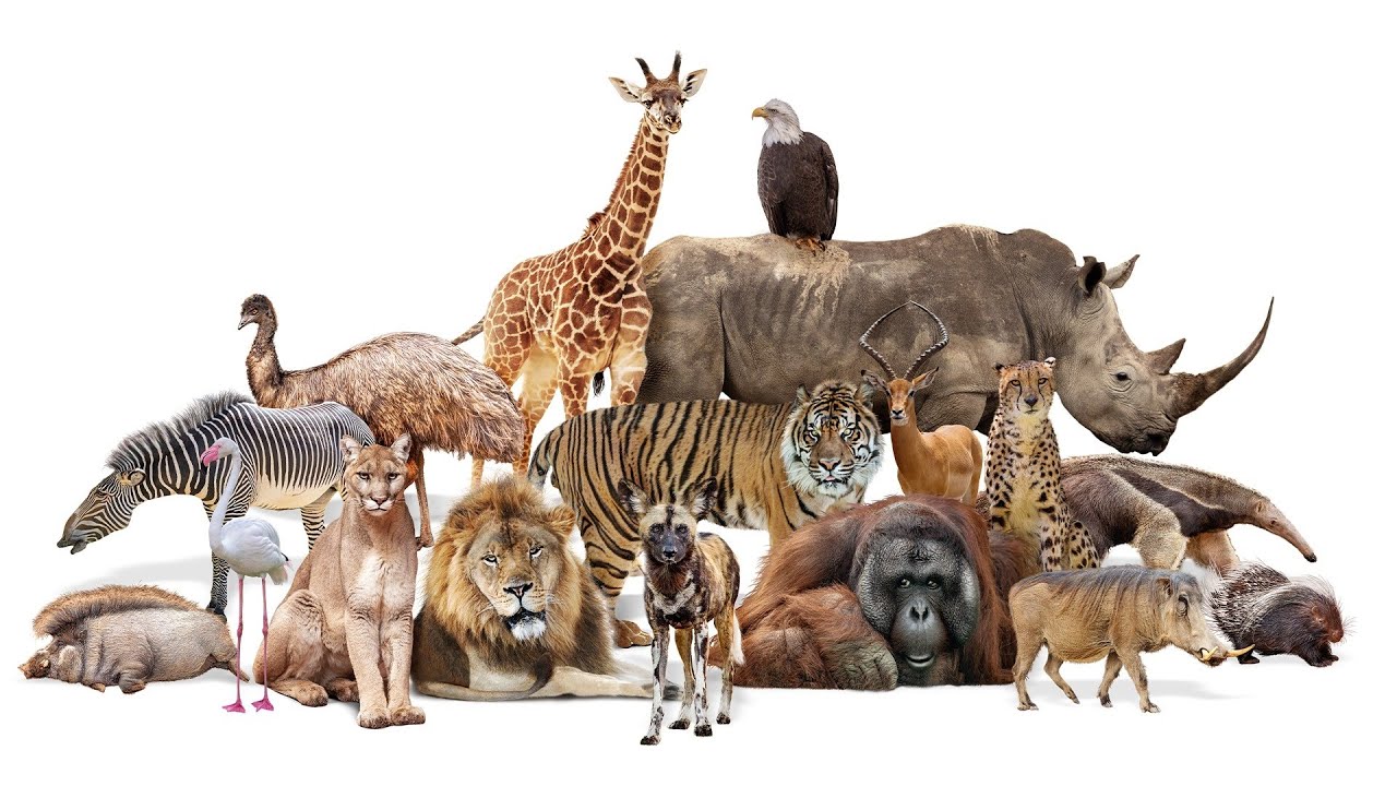 Animal Sounds for Children (20 Amazing Animals) - YouTube