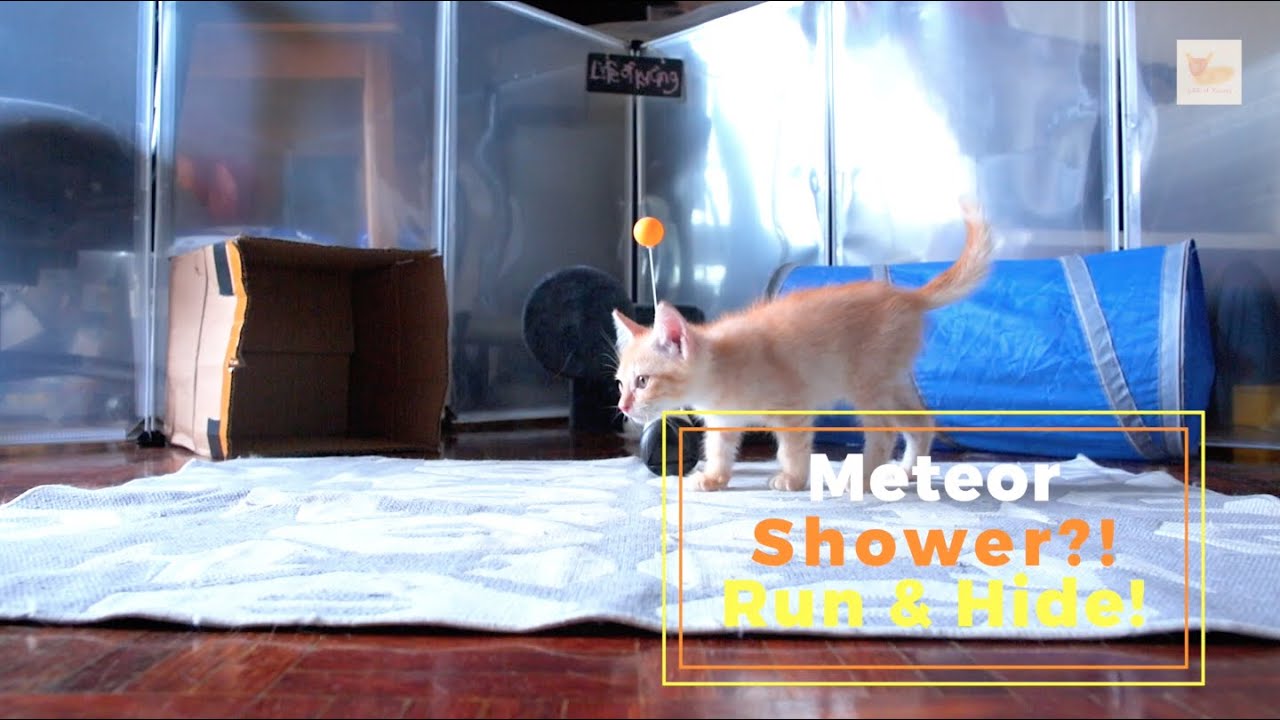 Meteor Shower?! Run & Hide! | Kuri & Chuchu | ASMR Cat Kitten - YouTube